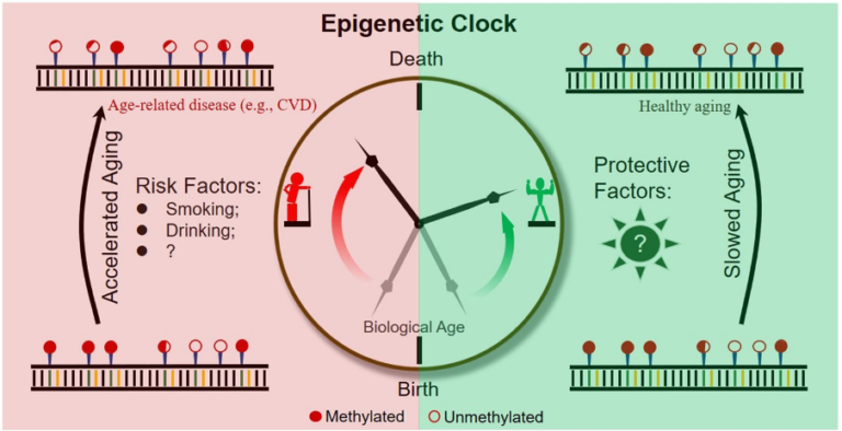 The Pipette Gazette Why Age May Just Be A Number: The Epigenetics of ...